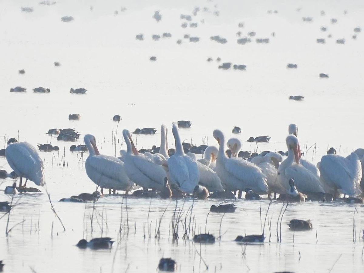 Avistan pelícanos blancos en el Lago de Texcoco por primera vez en más ...
